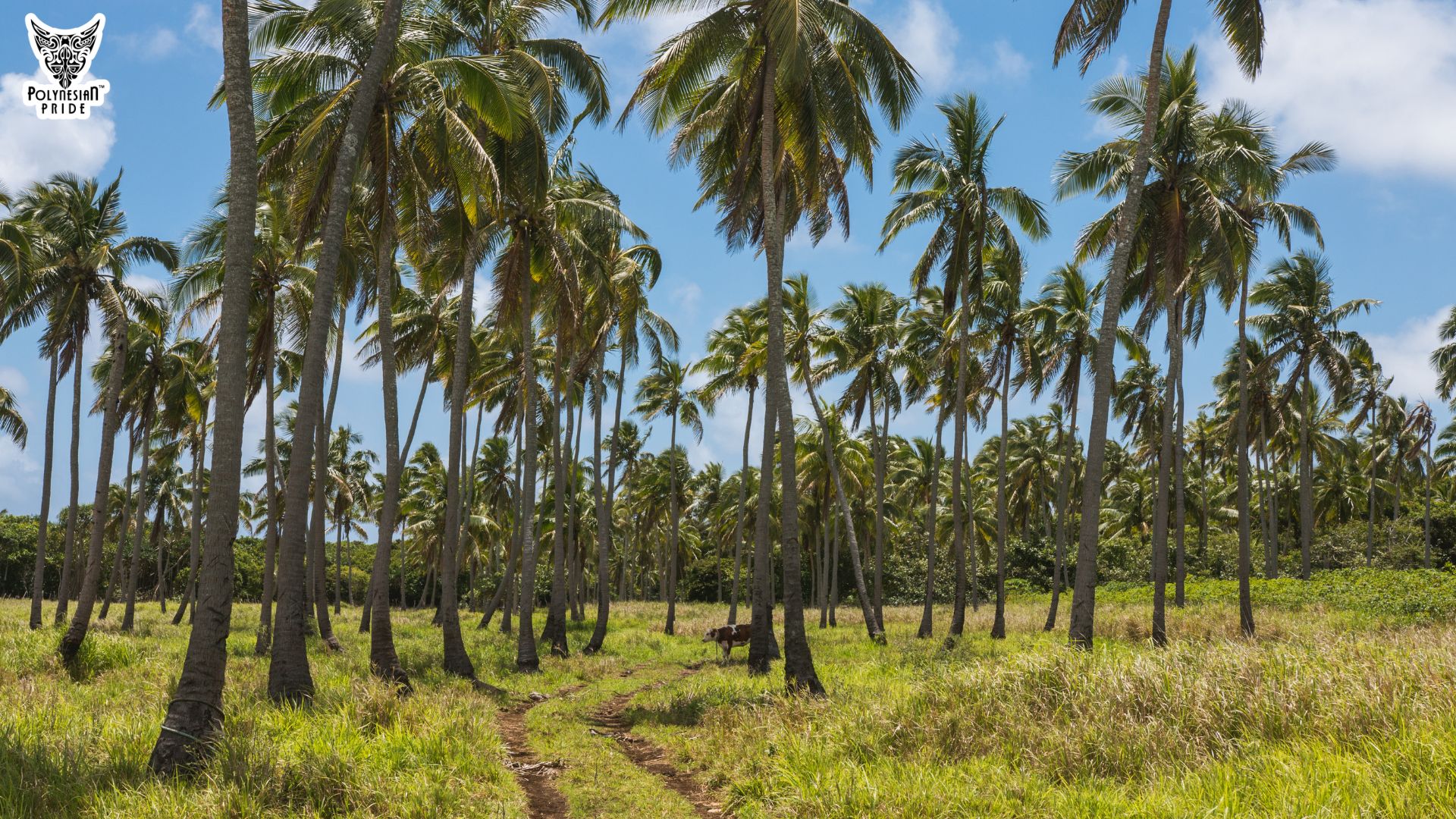 20 Facts About Tonga: Discovering the Heart of Polynesia