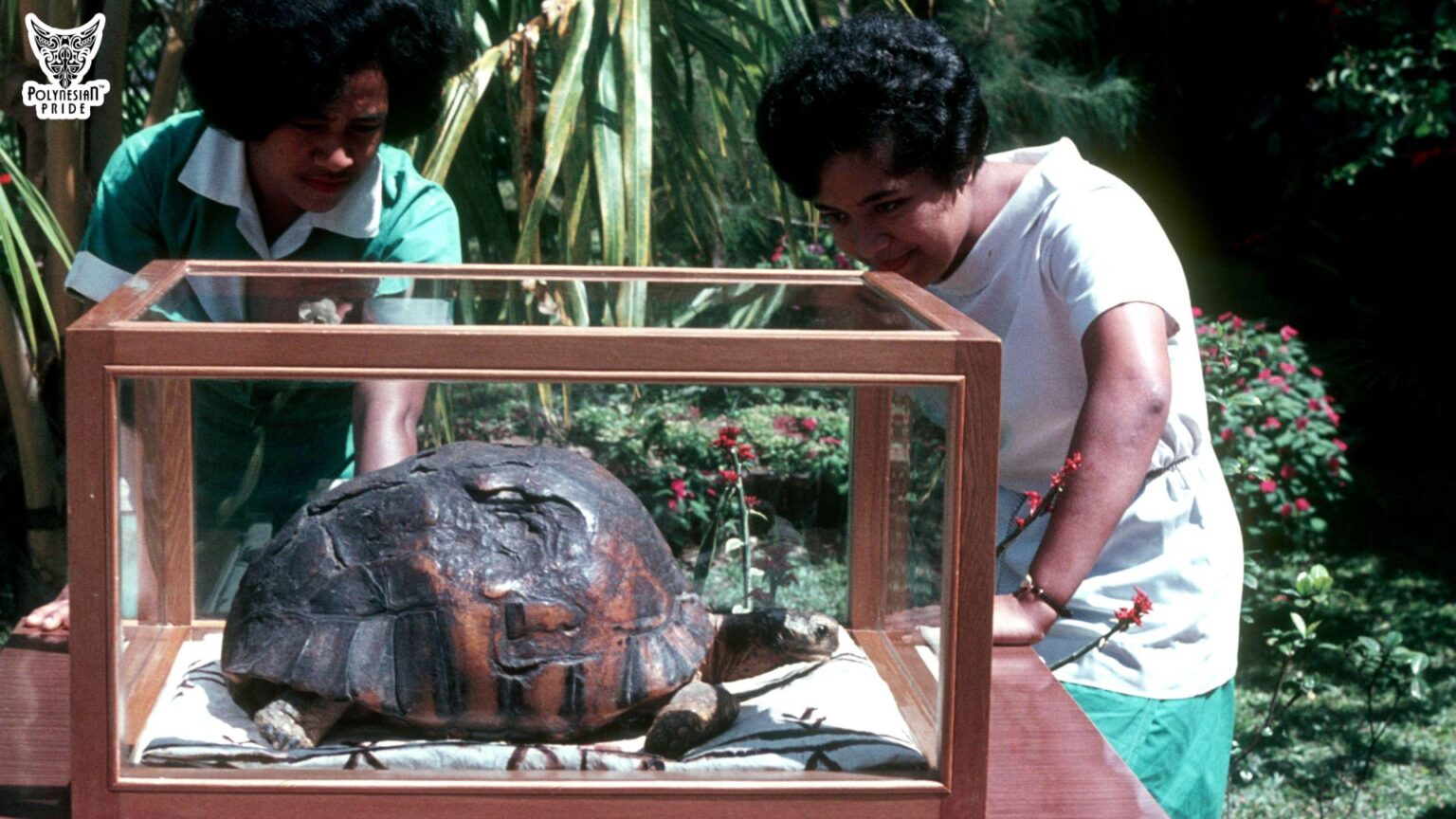 20 Facts About Tonga: Discovering the Heart of Polynesia