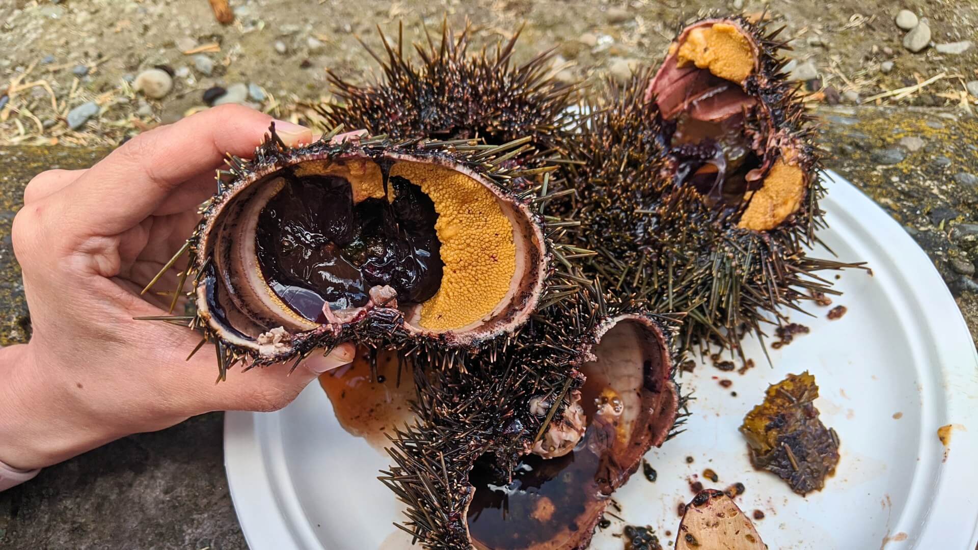 Māori Cuisine: Exploring the Authentic Flavors of Aotearoa