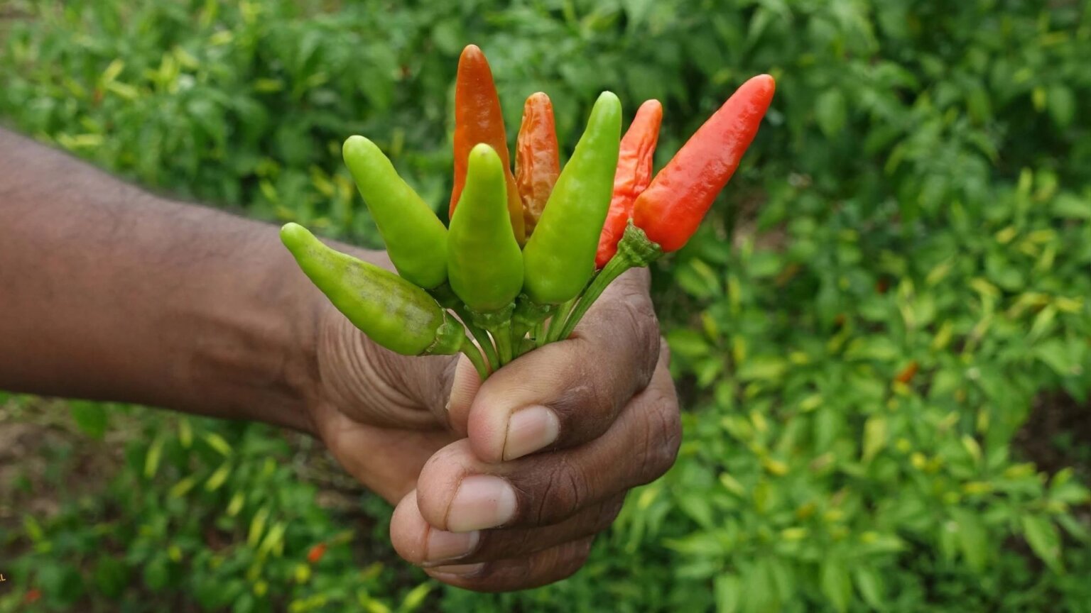 Explore Fiji Traditional Food: Culinary Delights & Culture