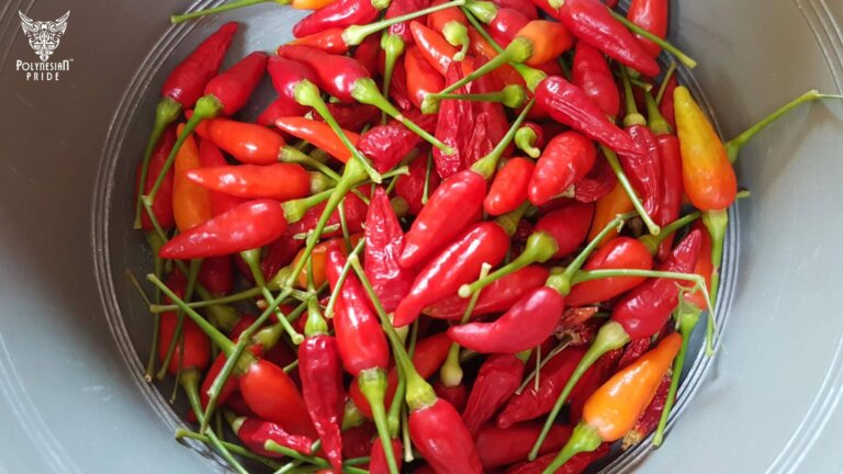 Federated States of Micronesia Food: Top 10 Best Dishes