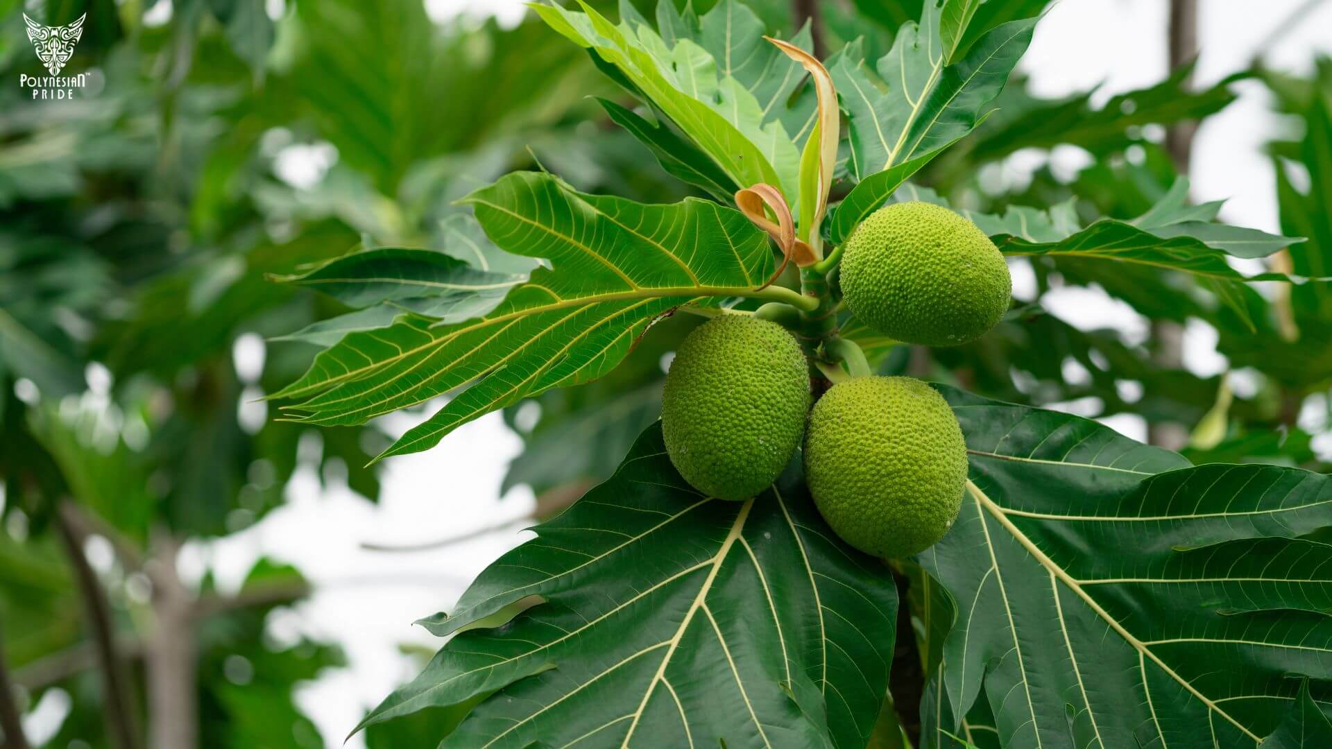 Explore Fiji Traditional Food: Culinary Delights & Culture