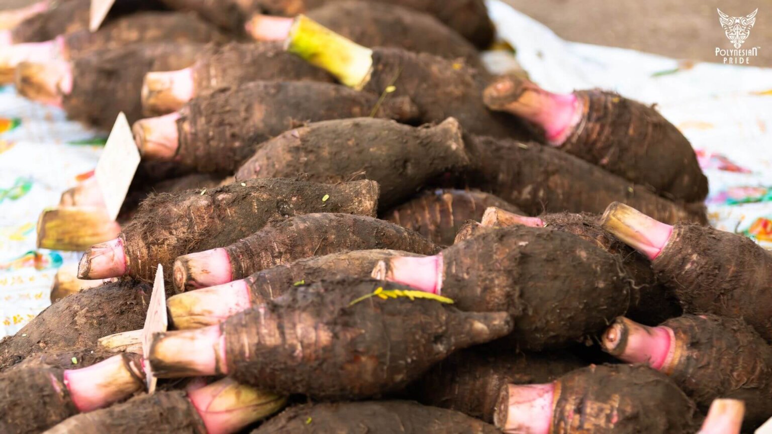 Explore Vanuatu People's Culture, Traditions, and Lifestyle