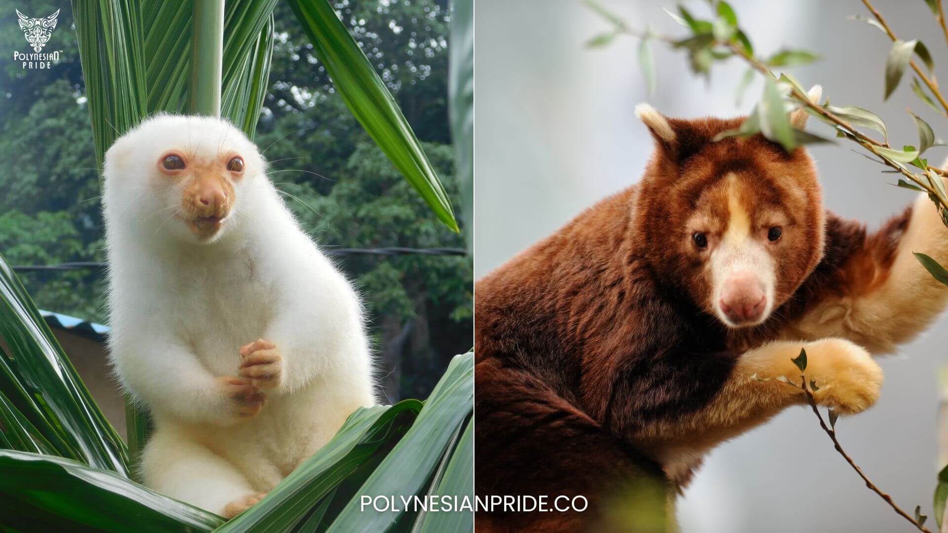 Is New Guinea The Same As Papua New Guinea? Let's Find The Truth