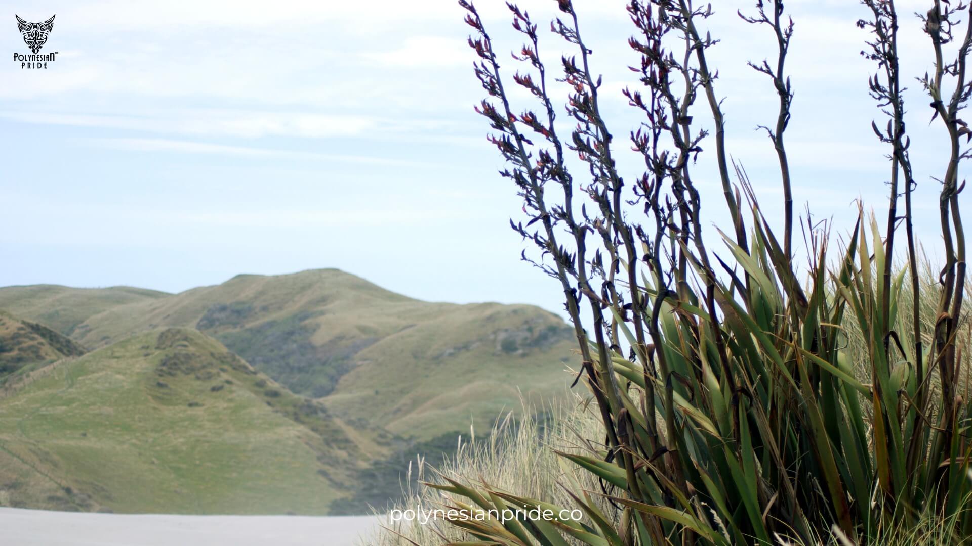 Traditional New Zealand Clothing: Embrace the Heritage