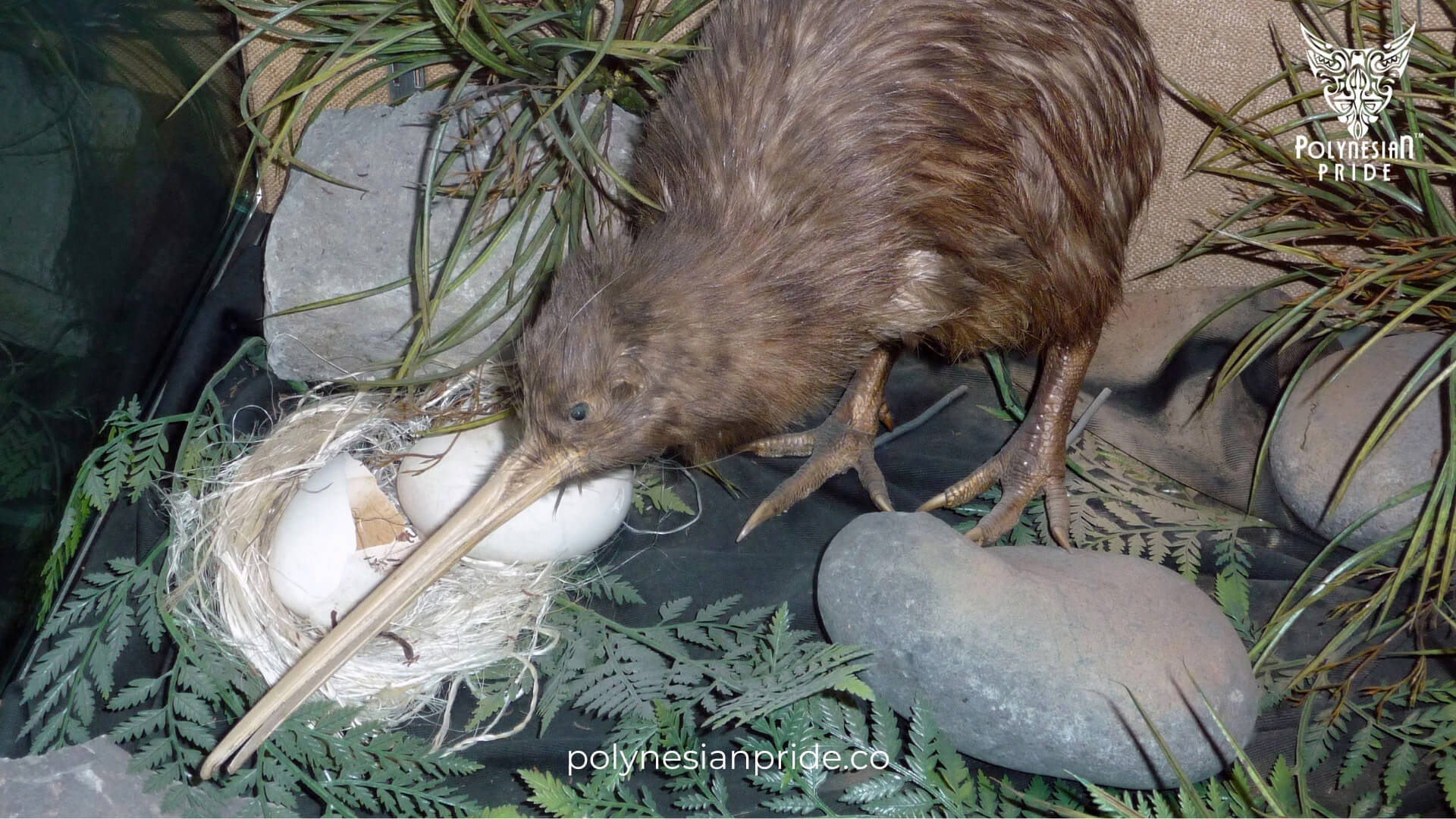 Why Are New Zealanders Called Kiwis? A Detailed Exploration ...
