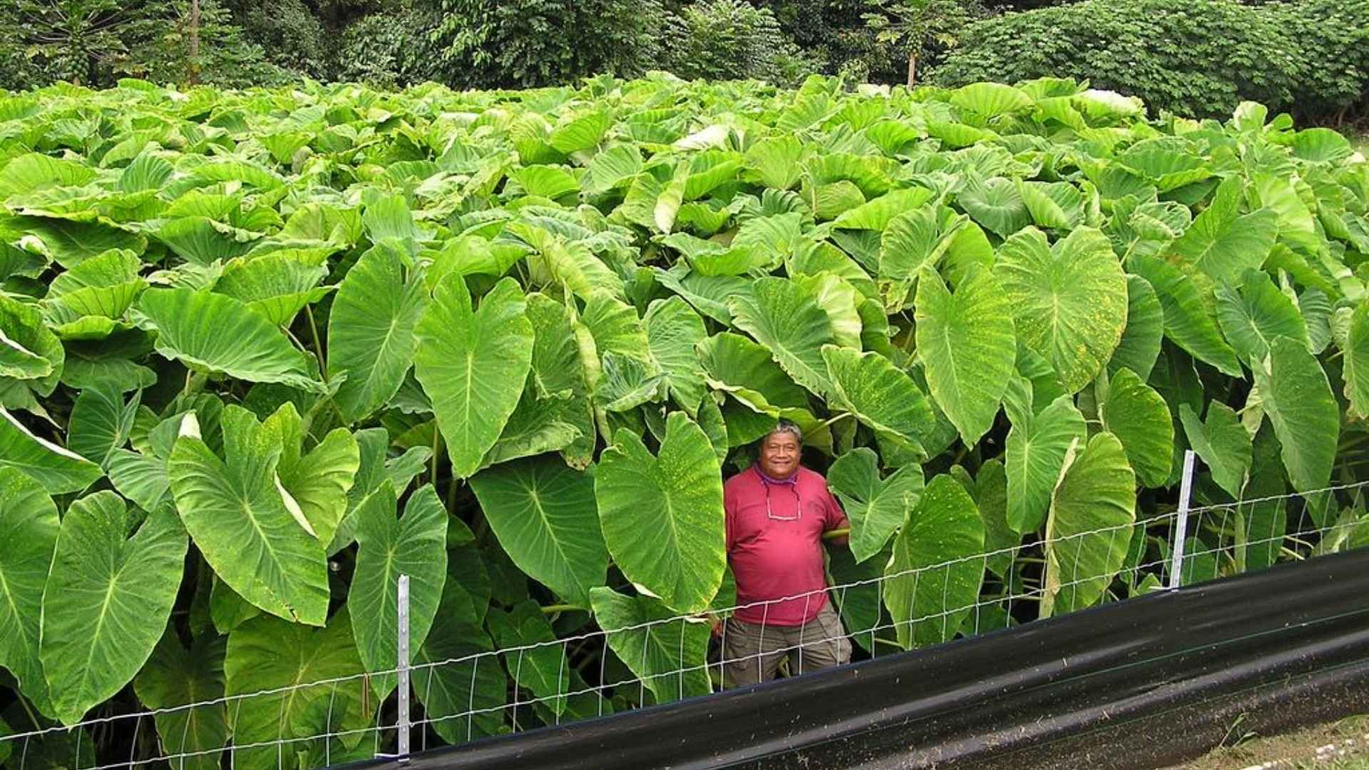 Hawaiian Luau Foods You Cannot Miss at Any Aloha Feast