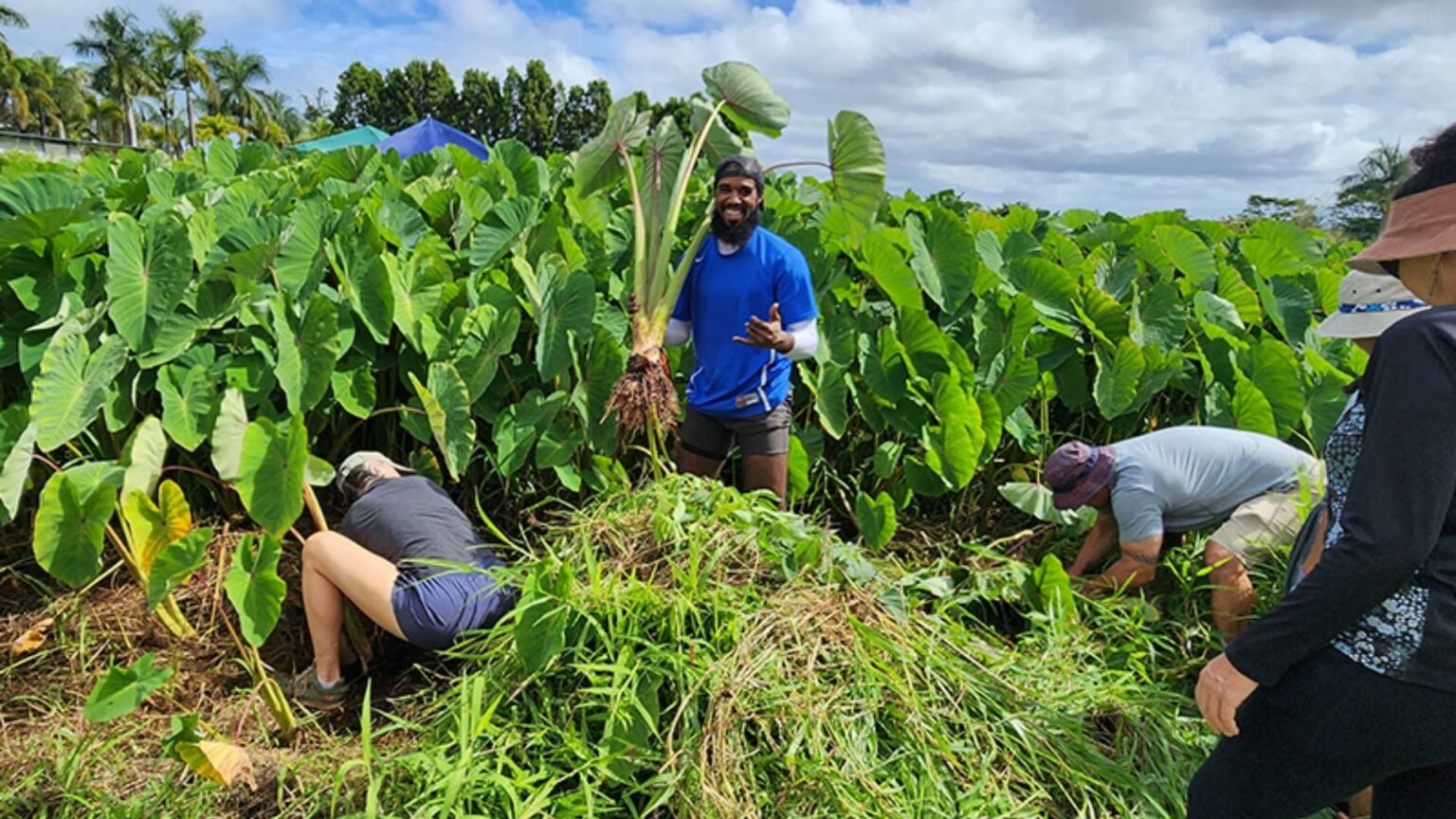 What Does Hawaiian Look Like? The Beauty Behind Their Traits