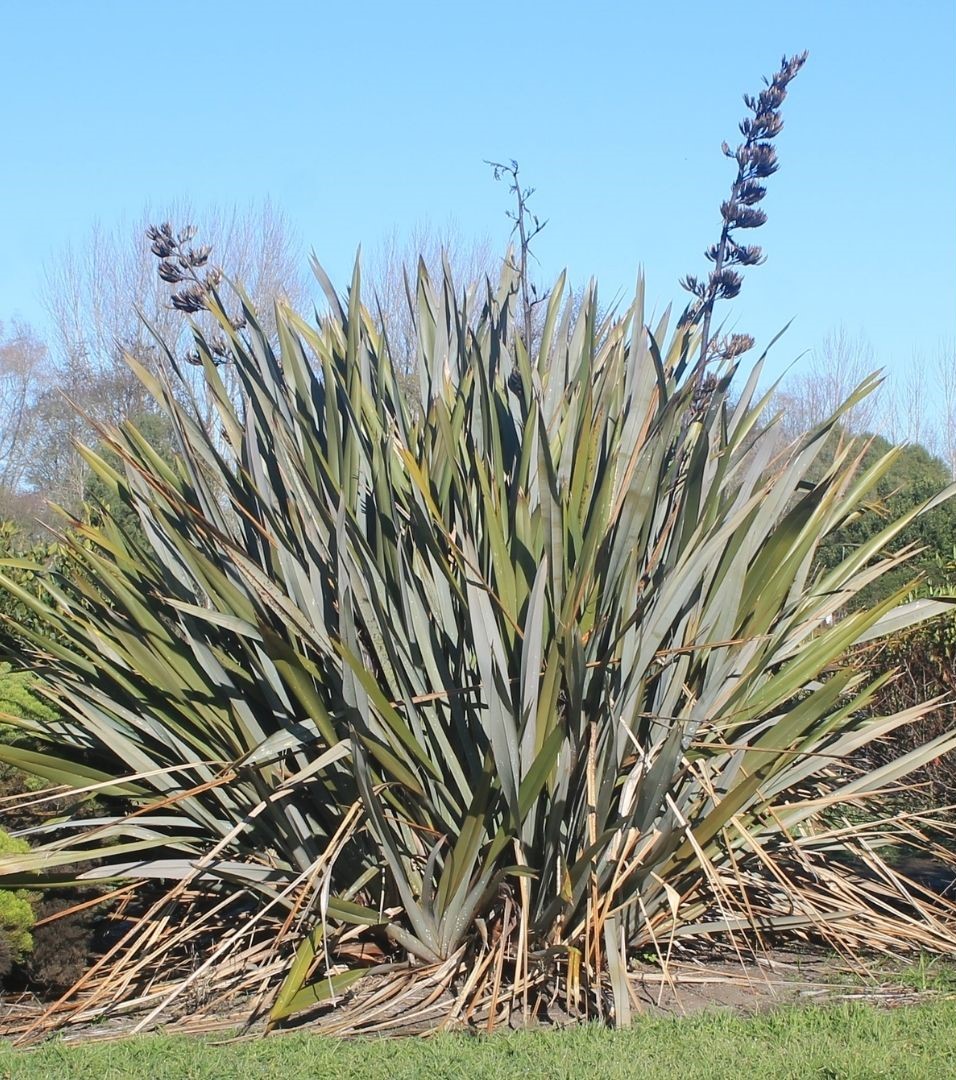 Traditional New Zealand Clothing: Embrace the Heritage