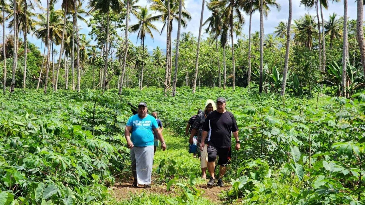 Why Are Samoans So Big? The Reason Will Surprise You!