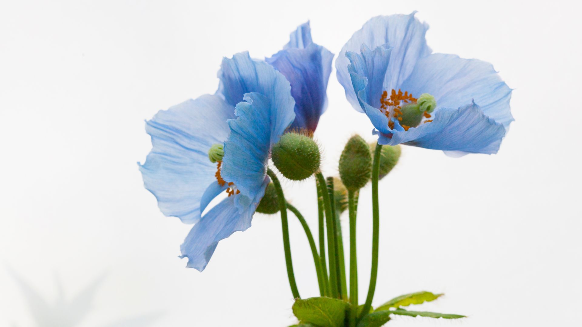 Meaning of the Poppy Flower: A Timeless Icon of Hope & Loss ...