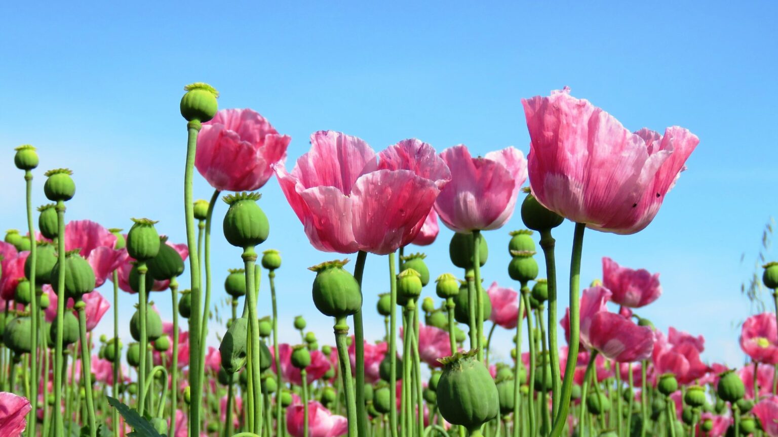 Meaning of the Poppy Flower: A Timeless Icon of Hope & Loss ...