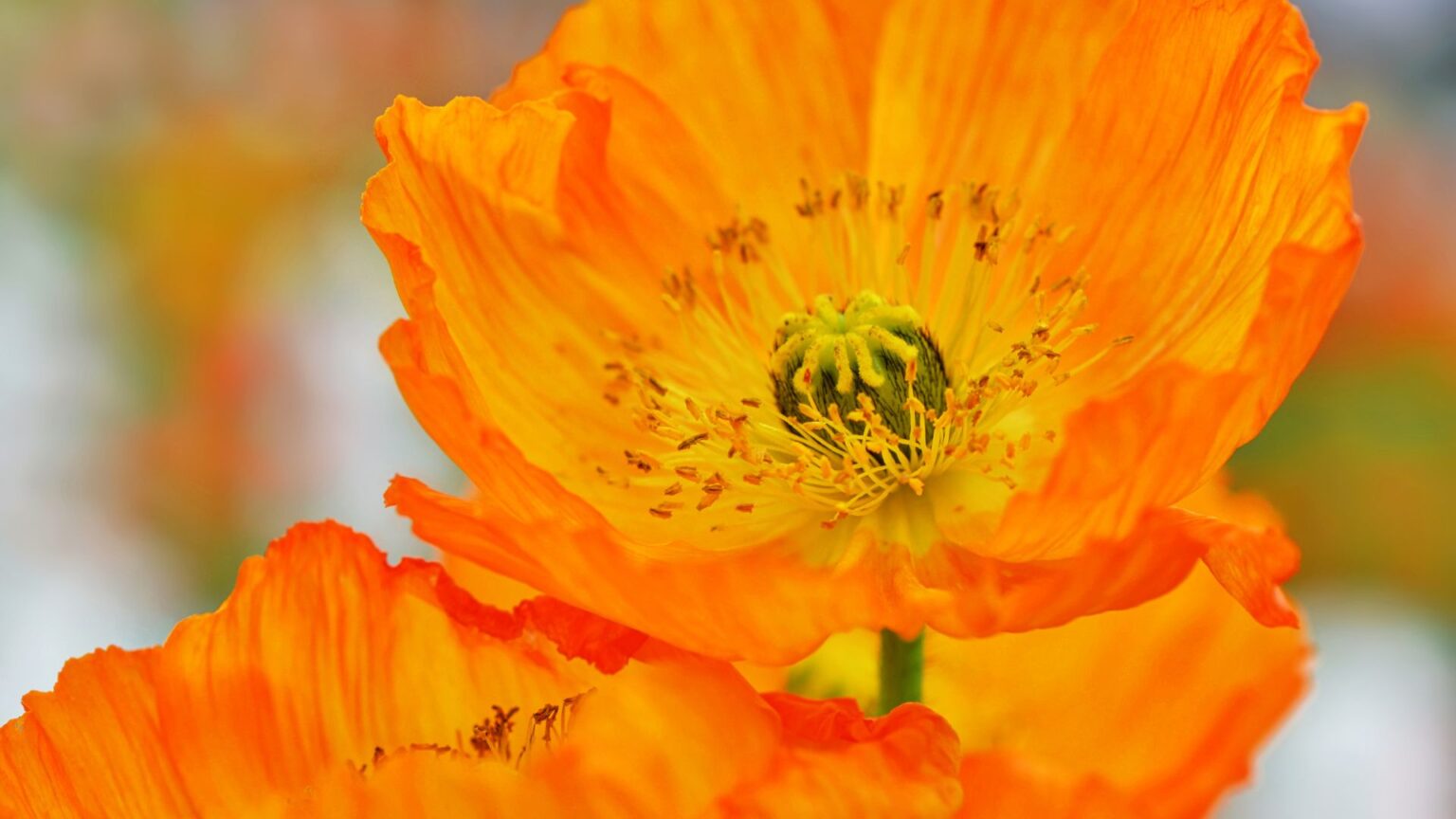 Meaning of the Poppy Flower: A Timeless Icon of Hope & Loss ...