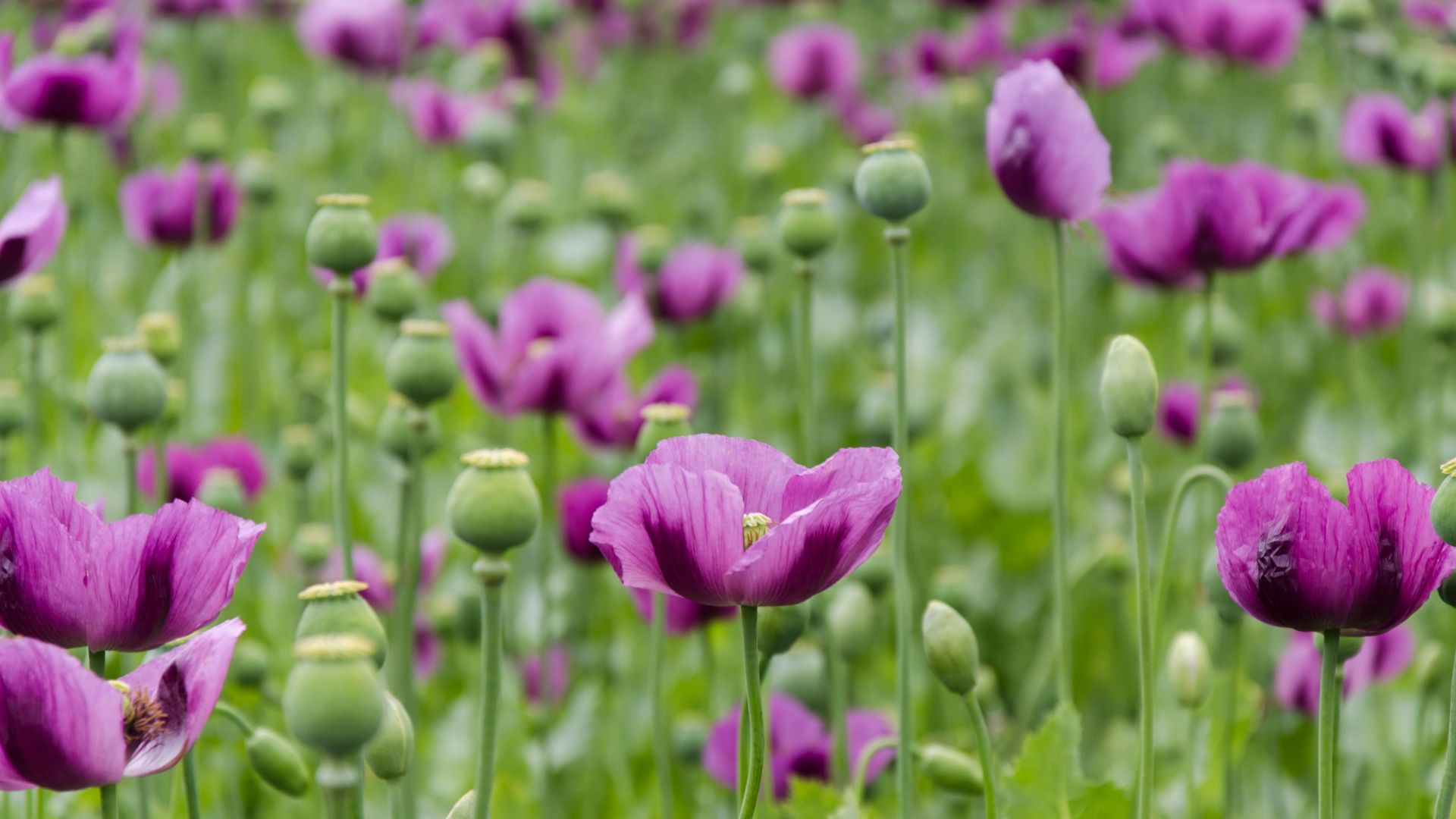 Meaning of the Poppy Flower: A Timeless Icon of Hope & Loss ...