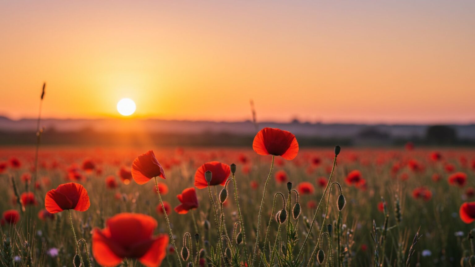 Meaning of the Poppy Flower: A Timeless Icon of Hope & Loss ...