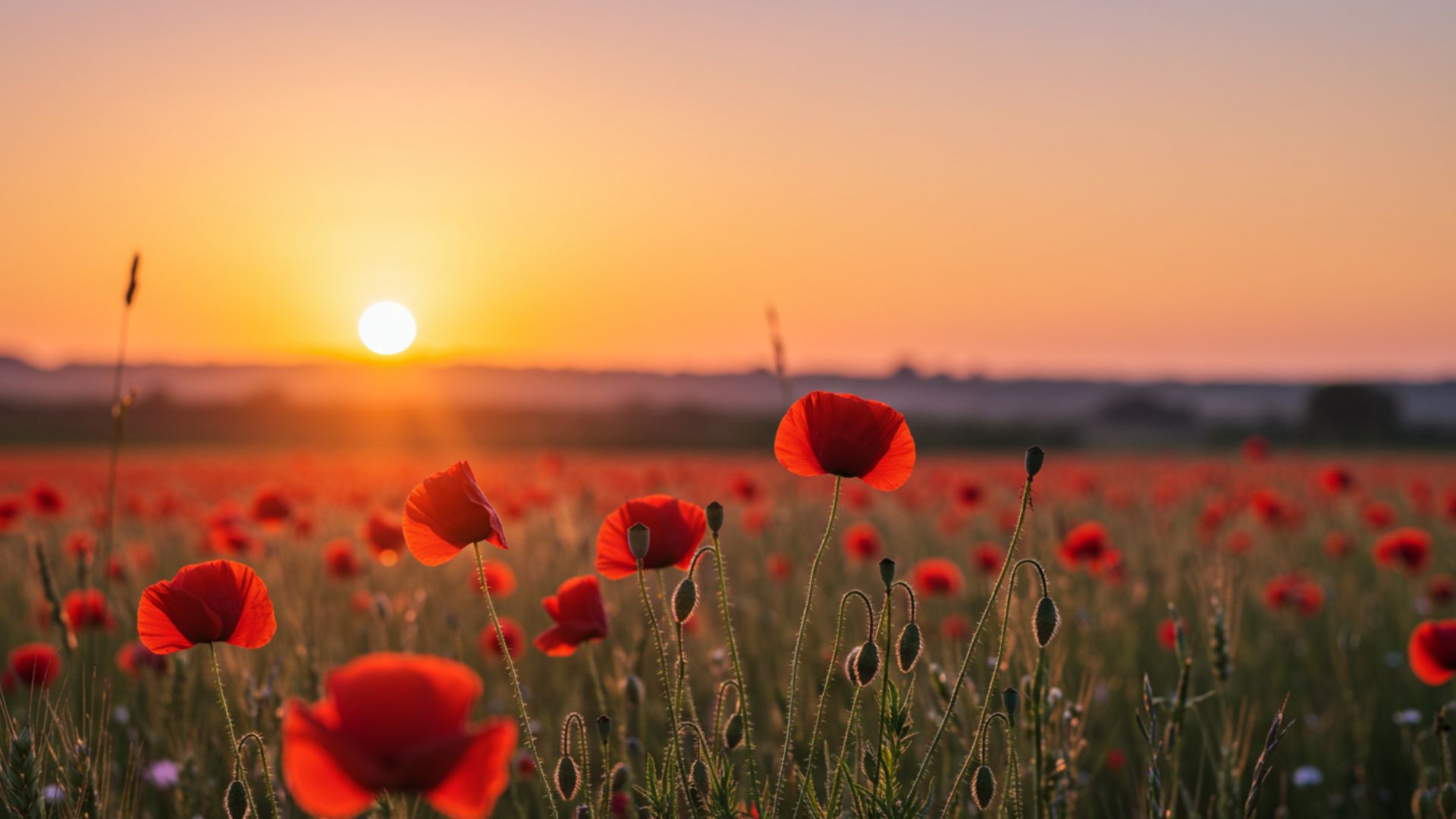 Meaning of the Poppy Flower: A Timeless Icon of Hope & Loss ...