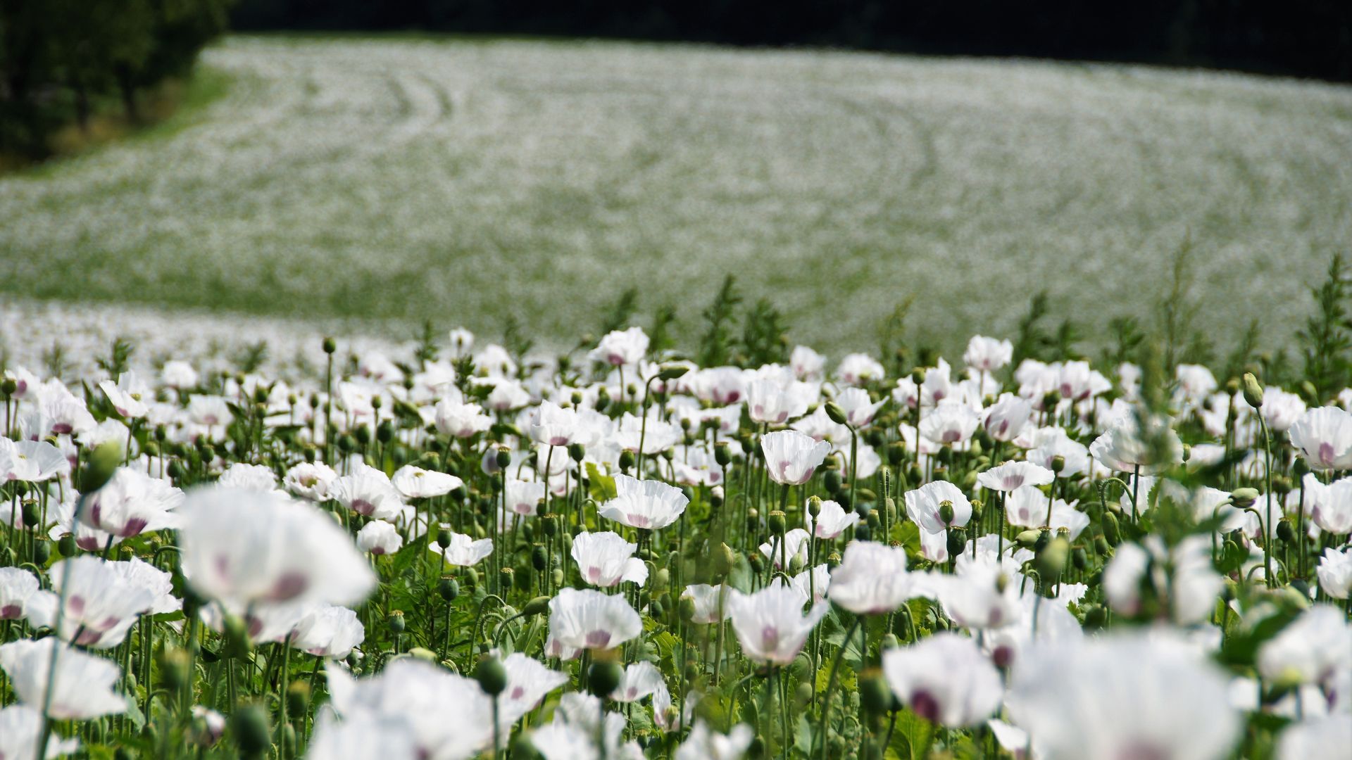 Meaning of the Poppy Flower: A Timeless Icon of Hope & Loss ...