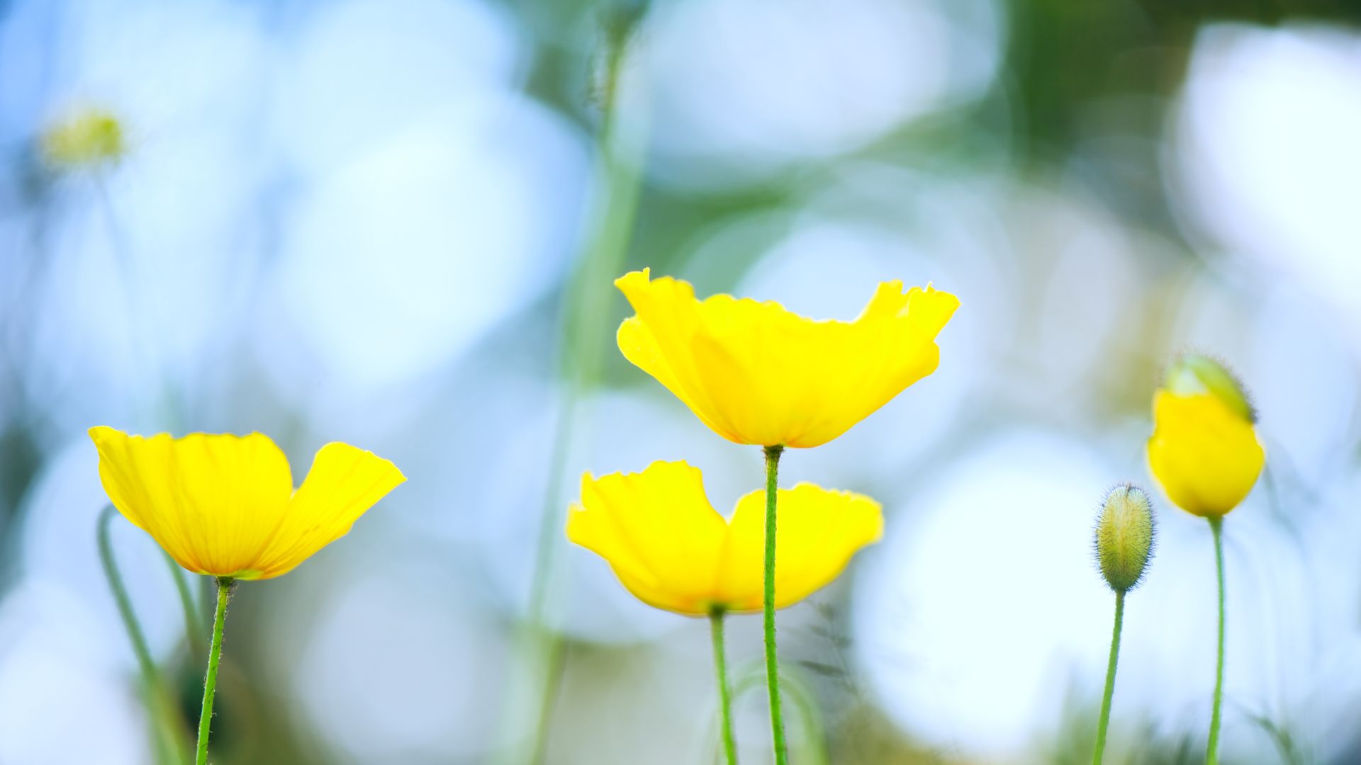 Meaning of the Poppy Flower: A Timeless Icon of Hope & Loss ...