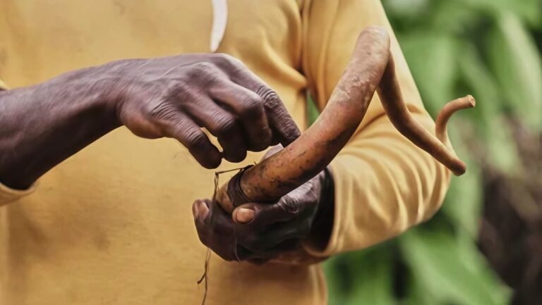 Papua Koteka and the Spirit of Indigenous Identity